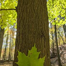 Plant Communities | CMP Tree Selection Tool